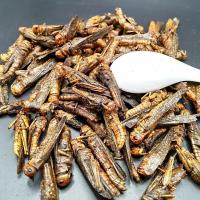 China Dried Locusts Grasshoppers Protein 56% Insect Food for Reptiles Birds Fish for sale