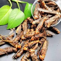 China No Additive Dried Insect Protein Pet Food Locusts Grasshoppers 56% Protein 28% Fat for sale