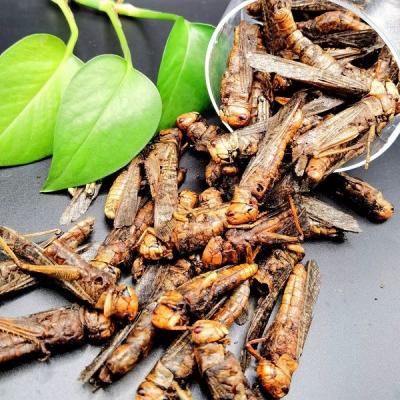 China No Additive Dried Insect Protein Pet Food Locusts Grasshoppers 56% Protein 28% Fat for sale