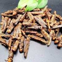 China No Additive Dried Insect Protein Pet Food Locusts Grasshoppers 56% Protein 28% Fat for sale