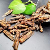 China Wholesale High Protein Dried Locust Grasshopper 56% Protein for Pet Food for sale