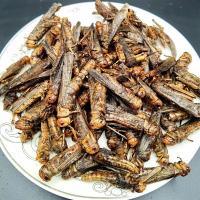 China Wholesale High Protein Dried Locust Grasshopper 56% Protein for Pet Food for sale