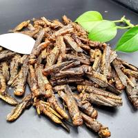 China Dried Insect Protein Animal Feed Locusts Grasshopper 56% Protein 28% Fat for Lizard Parrot Turtle for sale