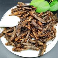China Dried Insect Protein Animal Feed Locusts Grasshopper 56% Protein 28% Fat for Lizard Parrot Turtle for sale
