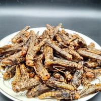 China Sun Dried Locust and Grasshopper Reptile Bird Fish Food 56% Protein Additive Free for sale