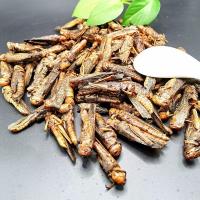 China Sun Dried Locust and Grasshopper Reptile Bird Fish Food 56% Protein Additive Free for sale