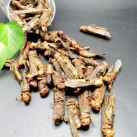 China Natural Dried Grasshopper Locust Feed 56% Protein 28% Fat for Pets Poultry Livestock Aquatic for sale