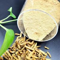 China Black Soldier Fly Protein Powder 55% Crude Protein for Animal Feed Insect Protein for sale