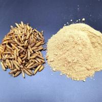 China Feed Grade BSFP Black Soldier Fly Protein Powder Bulk FDA Certified for sale