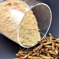 China larvae Black Soldier Fly Protein Powder Insects For Livestock Feed for sale
