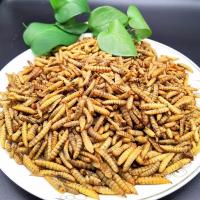 China High Protein Microwave Dried BSF Larvae For Pets Aquatic Feed for sale