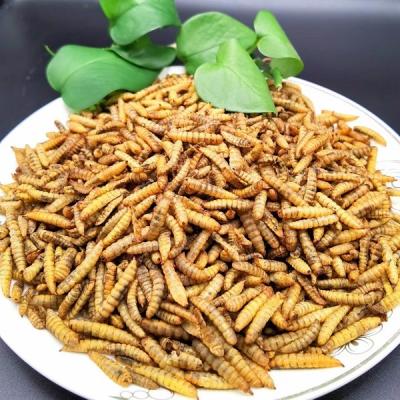 China High Protein Microwave Dried BSF Larvae For Pets Aquatic Feed for sale