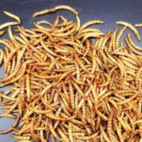 China High Protein Dried Yellow Mealworms 5Kg 10Kg Bulk Pet Food Grade for Birds for sale
