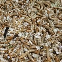 China Bulk Dried Yellow Mealworms 5kg 10kg Tenebrio Molitor Larvae for Pet Food for sale