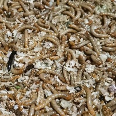 China Bulk Dried Yellow Mealworms 5kg 10kg Tenebrio Molitor Larvae for Pet Food for sale
