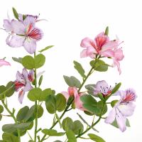 China Chinese Redbud Plastic Artificial Bauhinia Flower for Home and Hotel Decor for sale