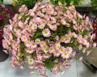China Marguerite Flower Daisy Bouquet Silk Artificial Daisy Flowers Valentines Flowers Wedding Decor Chamomile for sale