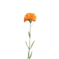 China Artificial flower carnations, home decoration items, outdoor wedding bouquets, scene arrangements, wholesale of artificial flowers and green plants for sale
