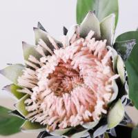 China Spring color simulation king flower shooting scene emperor flower home fake flower decoration wedding king flower simulation flower for sale