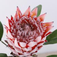 China Spring color simulation king flower shooting scene emperor flower home fake flower decoration wedding king flower simulation flower for sale