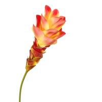 China Simulated Flowers, Ginger Flowers, Lotus Flowers, 3D Printing, Texture Flowers, Home Decor, Model Room Decoration, Wedding Scenery Props, Bouquet for sale