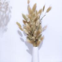 China Ins website red flower bouquet eternal life flower home living room decoration ornament rabbit tail grass dog tail grass dried flower for sale