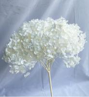 China Anna Hydrangea Preserved Flower Dried Flower Artificial Hydrangea Home Decoration DIY Craft Material Wholesale Single Hydrangea for sale