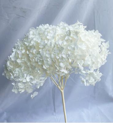 China Anna Hydrangea Preserved Flower Dried Flower Artificial Hydrangea Home Decoration DIY Craft Material Wholesale Single Hydrangea for sale