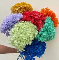 China Anna Hydrangea Preserved Flower Dried Flower Artificial Hydrangea Home Decoration DIY Craft Material Wholesale Single Hydrangea for sale