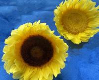 China Preserved flower Sun Flower romantic Valentine's Day gift hand-made bouquet material for sale