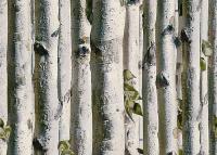 China Grey birch tree home 3d wallpaper / no toxic Living Room Wallpaper Heat insulation for sale