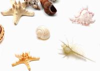 China Eco-Friendly Mediterranean Style Non-Woven Wallpaper With Conch And Starfish Printing for sale