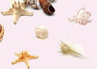 China Eco-Friendly Mediterranean Style Non-Woven Wallpaper With Conch And Starfish Printing for sale