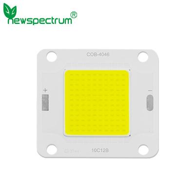China 6000k DC COB LED Module High Luminance 20W 6000k Full Spectrum for sale