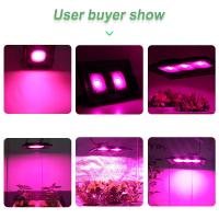 China 100w Led Cob Grow Lights Phytolamp Full Spectrum No Noise No Fan for sale