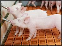 China Farming 35.5mm Pig Water Drinkers Hog Nipple Valve 96g for sale