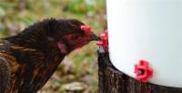 China 360 Degree Horizontal Poultry Nipples for sale
