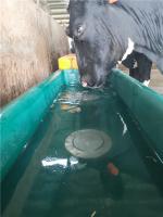 China 1.8m Large Plastic Water Trough Sheep Animal Husbandry Equipment for sale