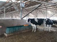 China Cow Frost Proof Thermal 98KG Cattle Water Drinkers 560mm Heated Water Trough for sale