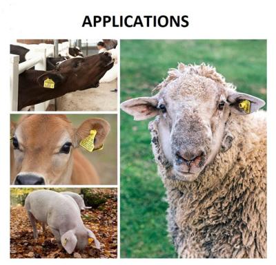 China TPU Cow Ear Tag Number 98mm Cattle Tag Numbering System for sale