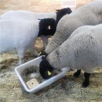 China Plastic 100mm Livestock Ear Tags Sheep Goat TPU Yellow for sale