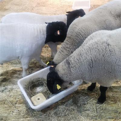 China Plastic 100mm Livestock Ear Tags Sheep Goat TPU Yellow for sale