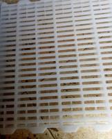 China Goat Sheep PP 200kgs Plastic Slat Floor 500mm Hog Flooring Plastic for sale
