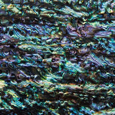 China Sea shell Wall Cladding Abalone Shell Decorating Panel Shiny Colorfully in 120x240mm for sale