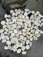 China Polished White Pebble Stones 3-5cm Natural River Cobble for Landscaping Decoration for sale