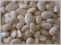 China Polished White Pebble Stones 2-3cm Natural River Cobble for Landscaping Decoration for sale
