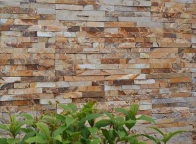 China Golden Yellow Slate Culture Stone 600x150mm Thin Veneer for Indoor Outdoor Wall for sale