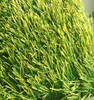 China Polyethylene Artificial Grass Landscaping / Buildings Synthetic Putting Green for sale