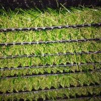 China Shop Decoration Indoor Grass Mat Floor Wall Covering CE SGS Approved for sale