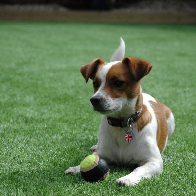 China Eco Friendly Trugrass Pets Turf Animal Mat Safe For Dogs CE SGS Standard for sale